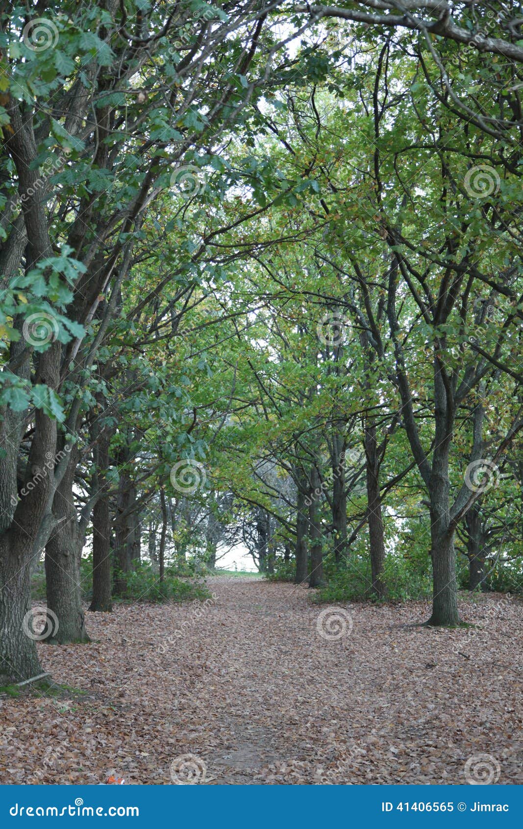 Tree Lined Track stock image. Image of outdoors, leaf - 41406565