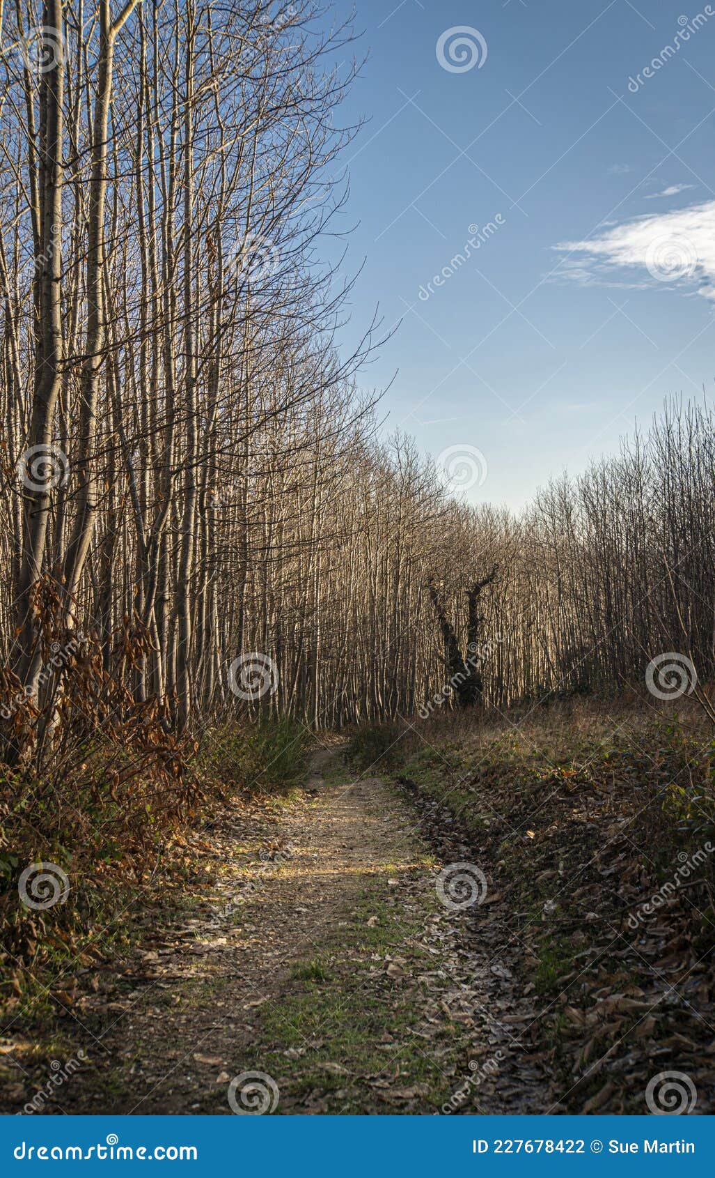 Tree Lined Track stock photo. Image of leaves, countryside - 227678422