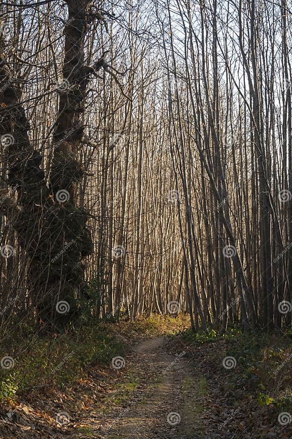 Tree Lined Track stock photo. Image of english, leaves - 227678428