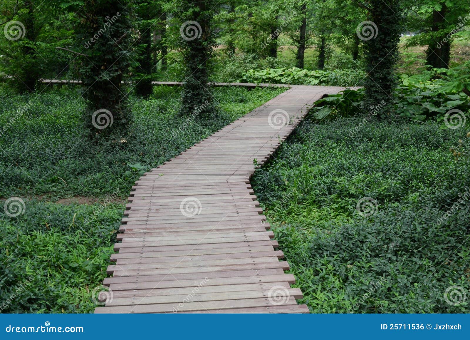 Tree-lined trail stock photo. Image of greenery, road - 25711536