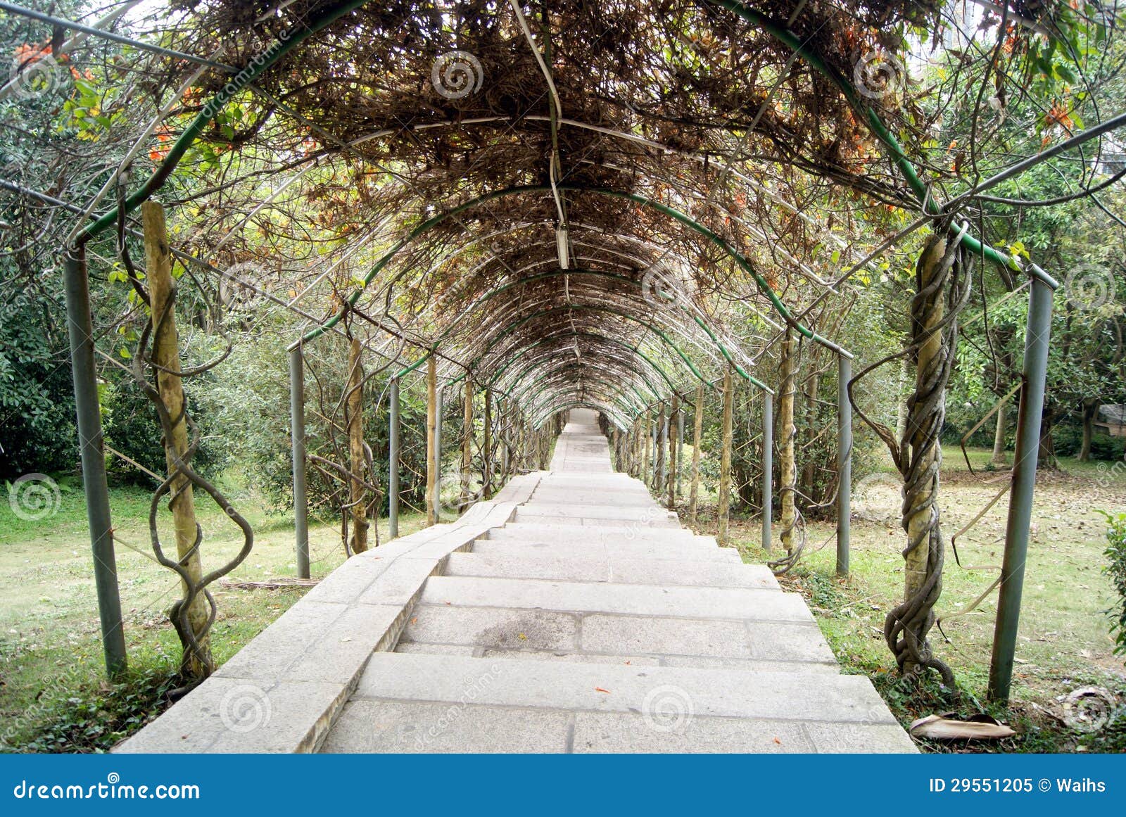 Tree-lined trail stock image. Image of extension, paths - 29551205