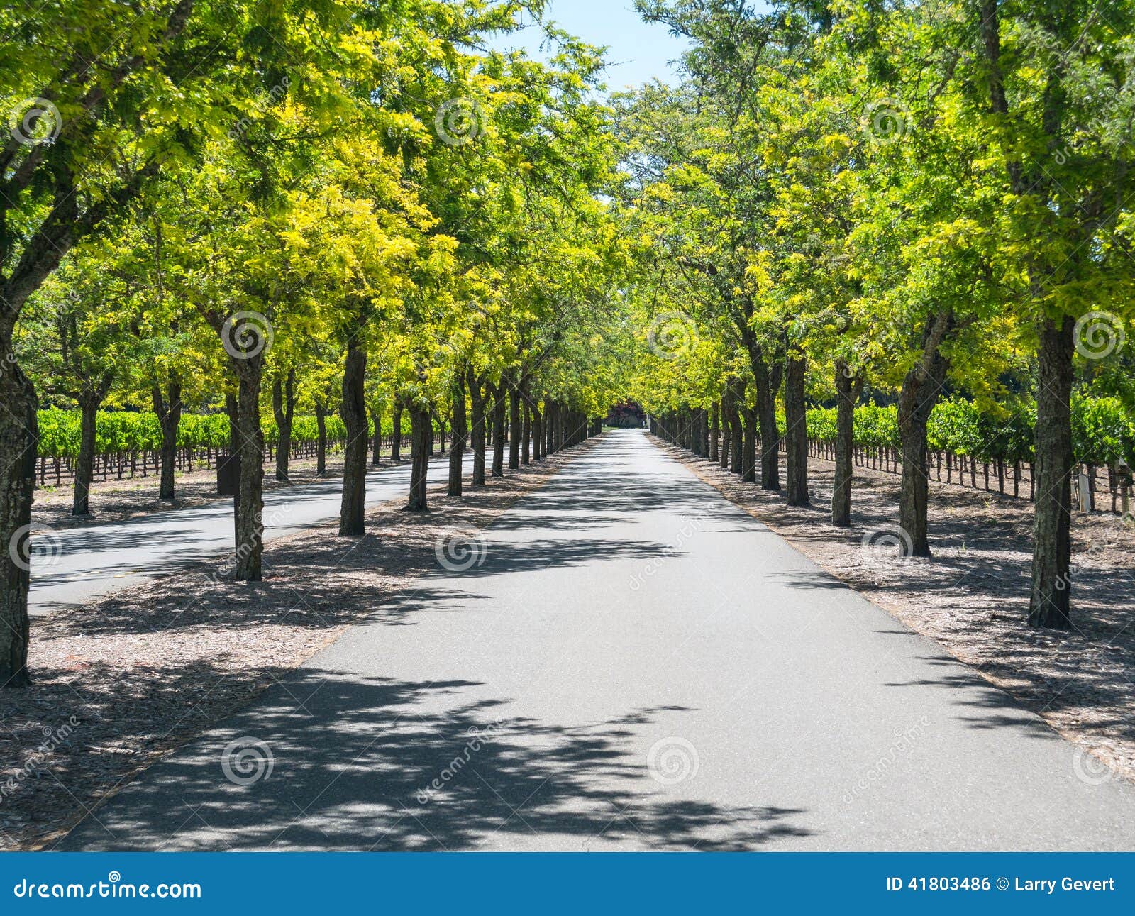 Tree-lined vineyard lane stock photo. Image of drive - 41803486
