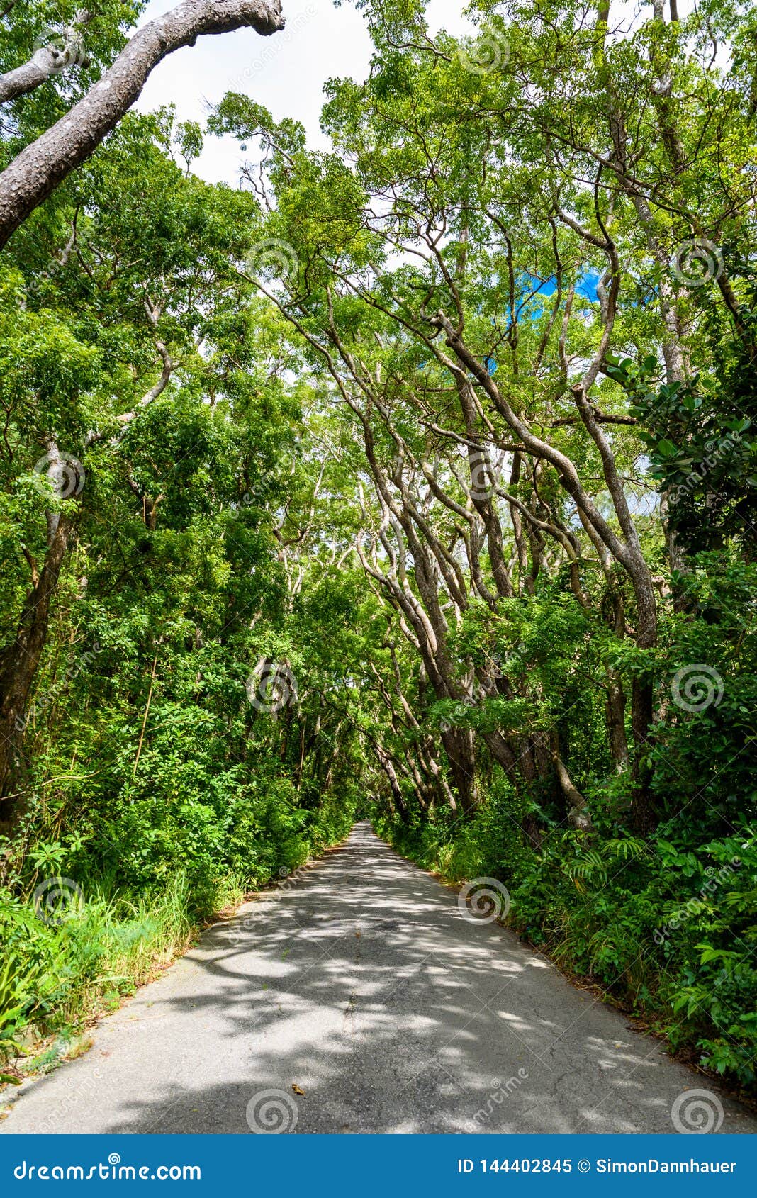 Tree-lined Walk at Cherry Tree Hill Reserve - Caribbean Island Barbados ...