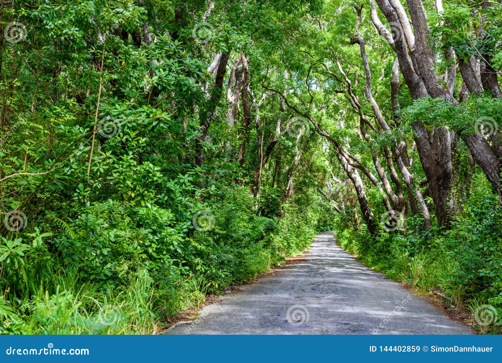 Tree-lined Walk at Cherry Tree Hill Reserve - Caribbean Island Barbados ...