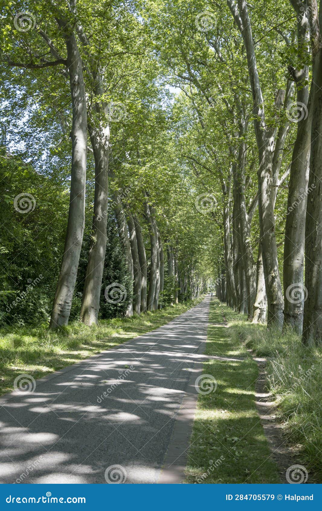 Tree Lined Walking Pathway at Urban Park, Stuttagrt, Germany Stock ...