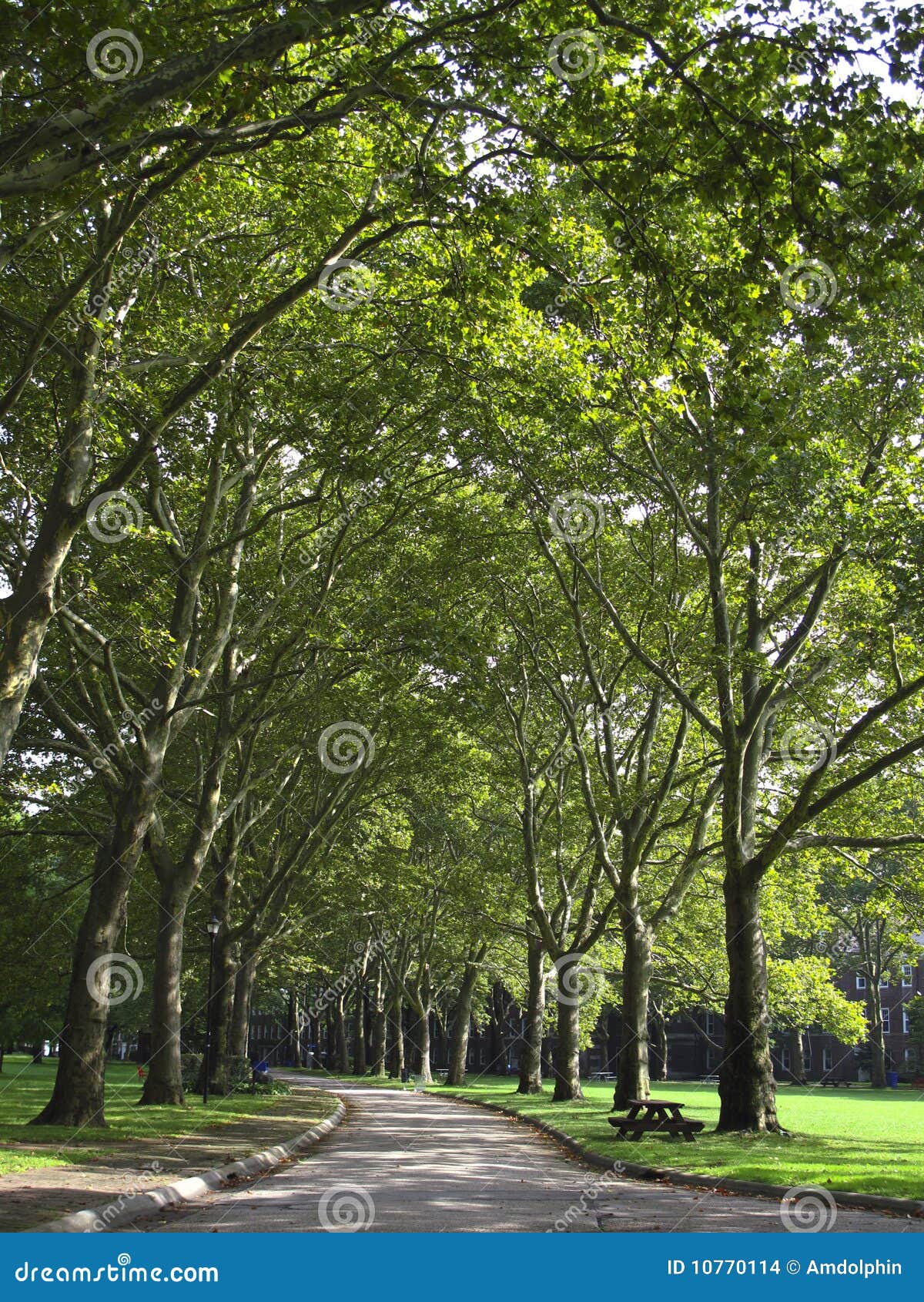 Tree-lined walkway stock photo. Image of walkway, lined - 10770114