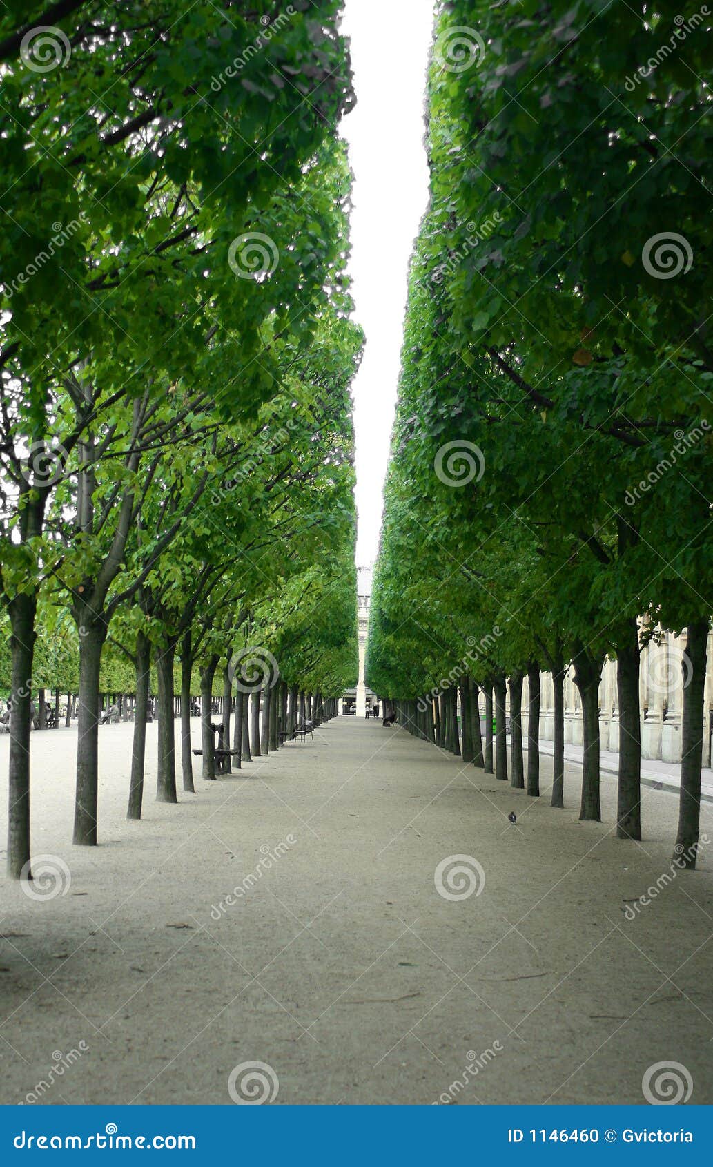 Tree lined walkway stock photo. Image of parks, park, peace - 1146460
