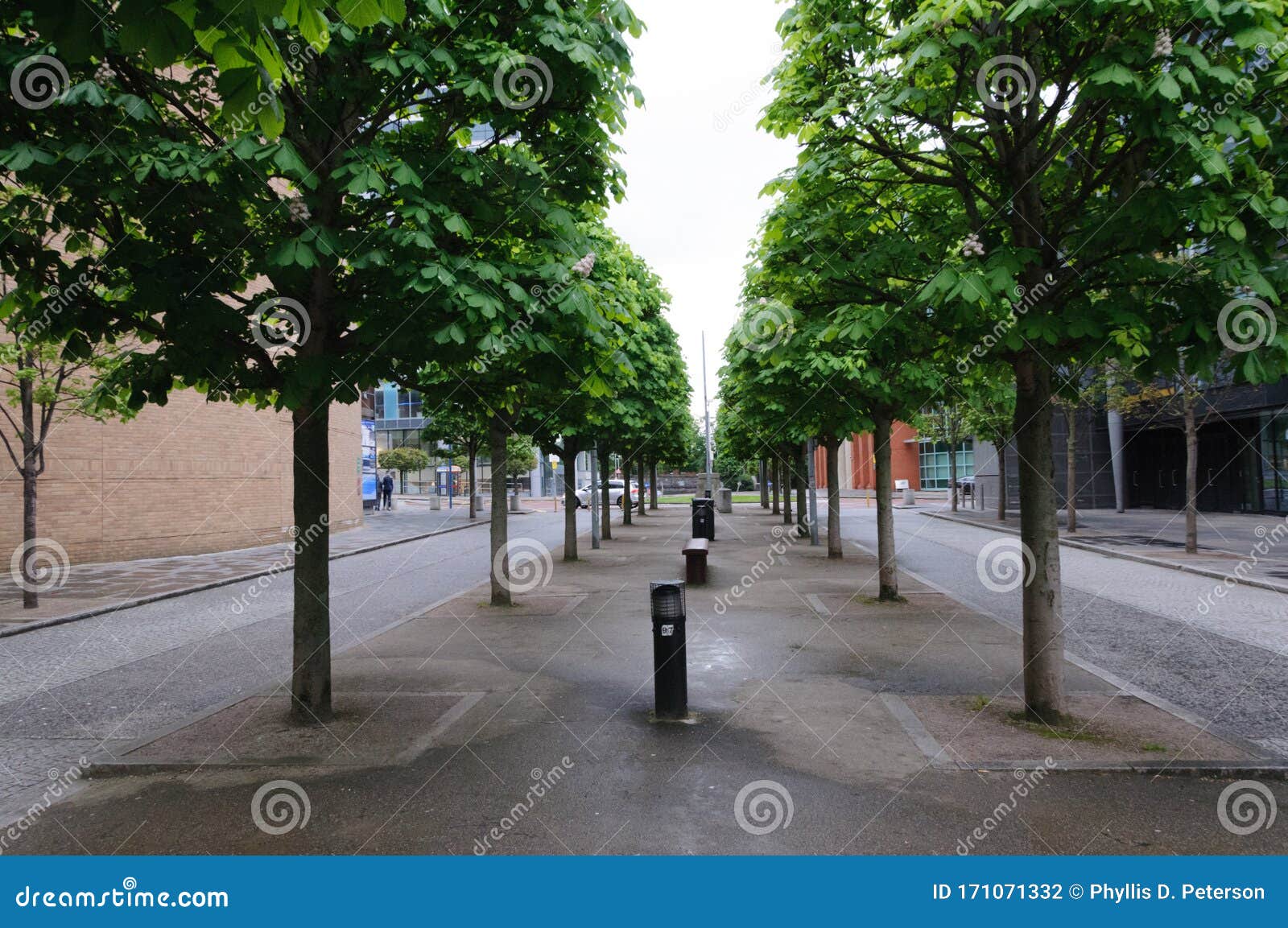 Tree-lined Walkway in Belfast, Northern Ireland Editorial Photography ...