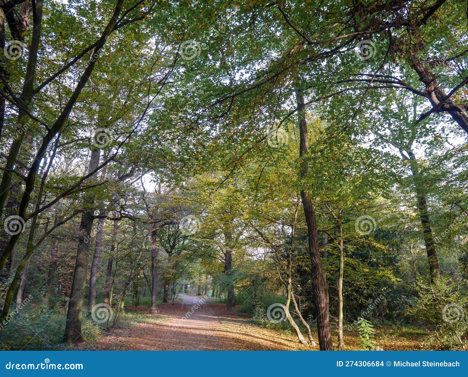 Tree Lined Walkway in a Park during Fall Stock Photo - Image of ...