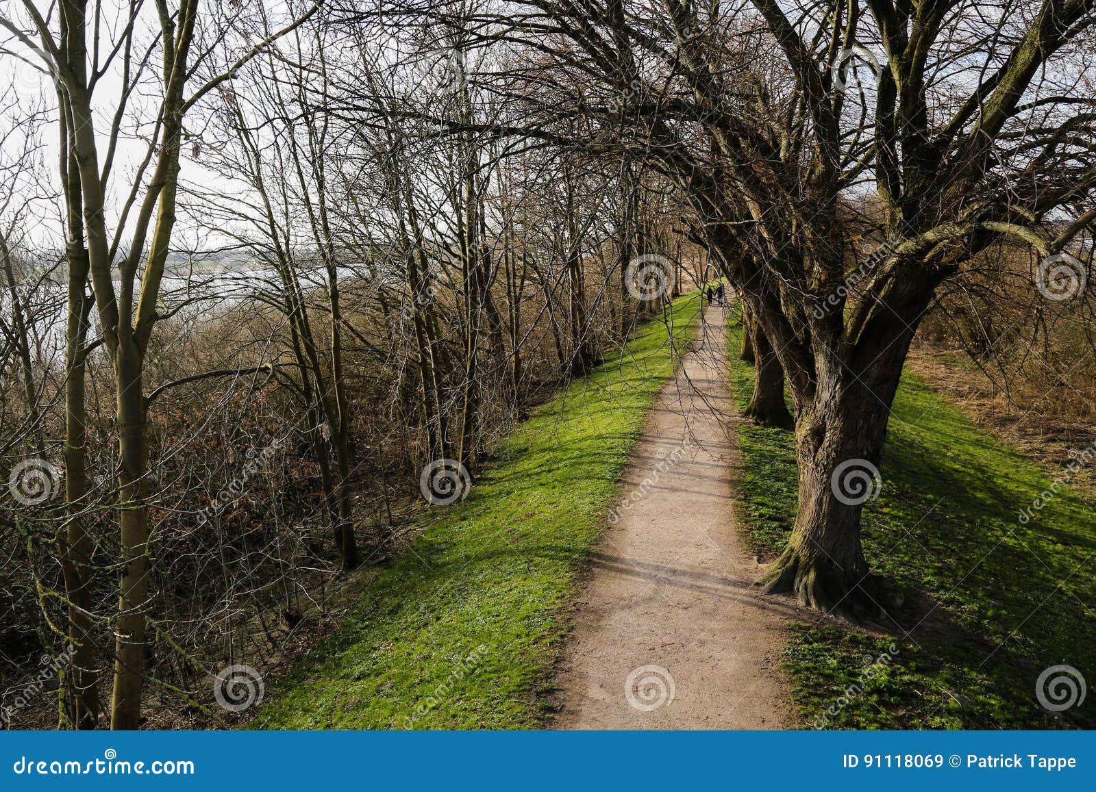 Tree lined walkway in park stock image. Image of happy - 91118069