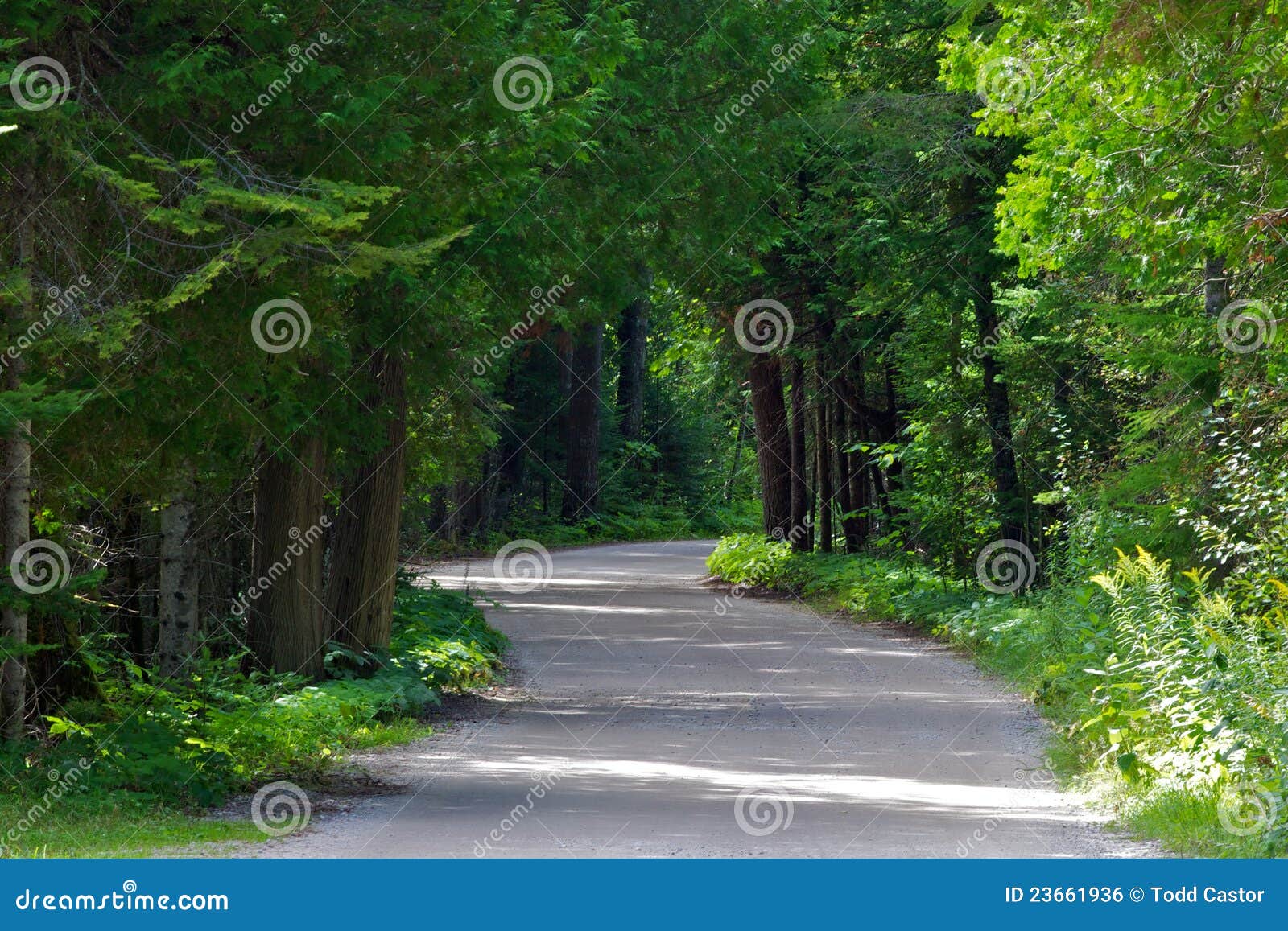 Tree Lined Winding Road stock photo. Image of outdoors - 23661936