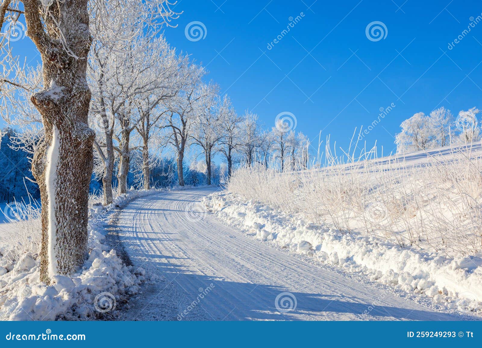 Tree Lined Winter Road on a Beautiful Winter Day Stock Image - Image of ...