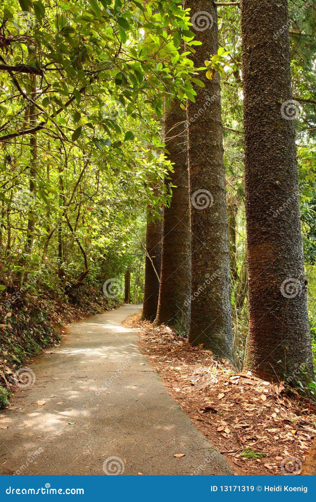 Tree Lined Woodland Forest Path Stock Image - Image of life, landscape ...