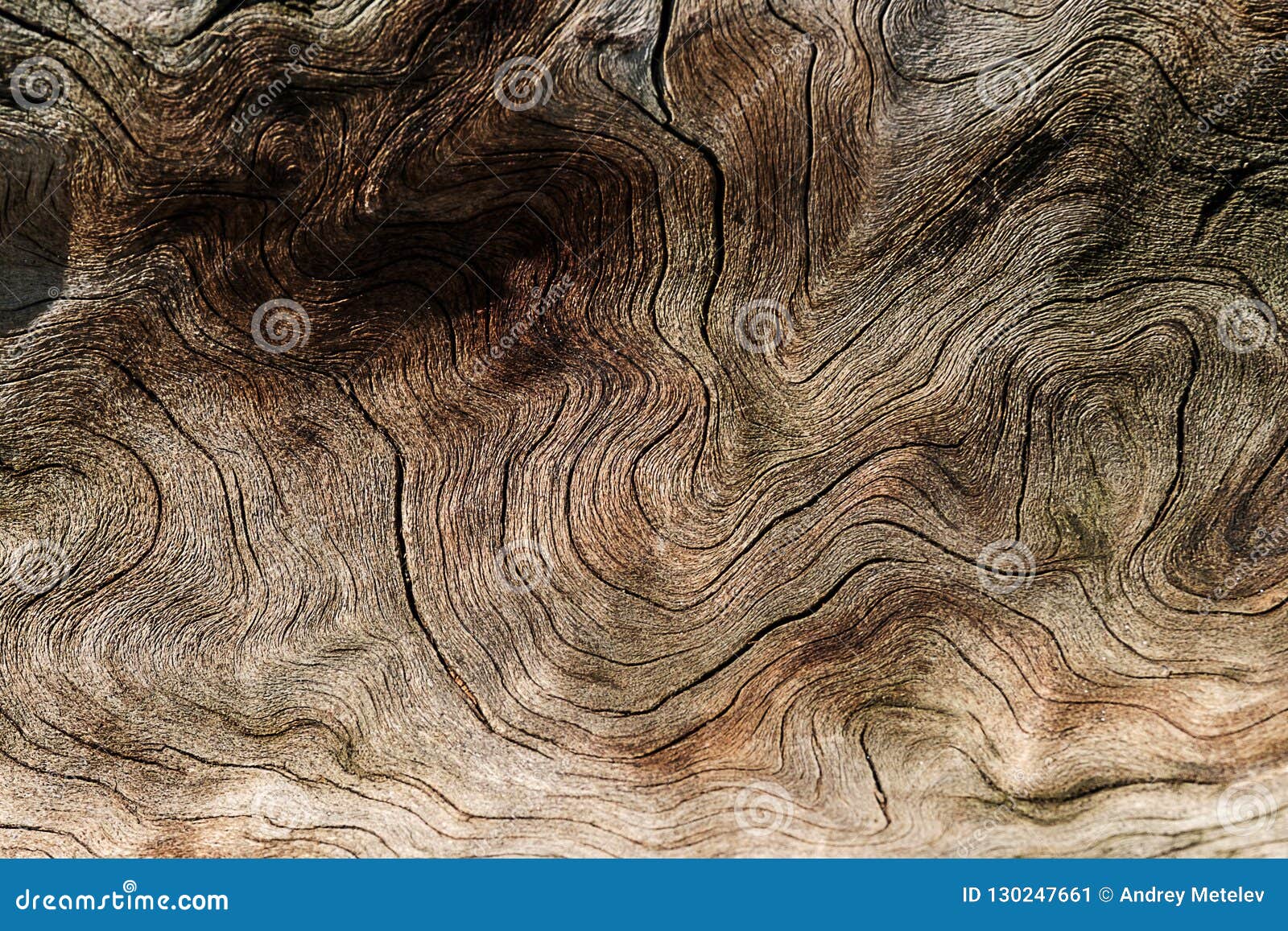 Tree Lines Abstract Background and Texture of a Smooth Rounded Nature ...