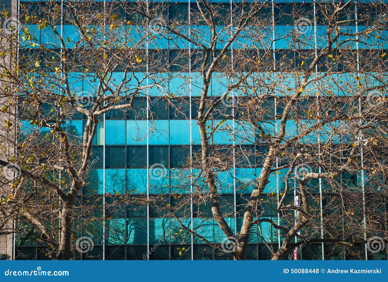 Tree Lines stock photo. Image of trees, lines, pattern - 50088448