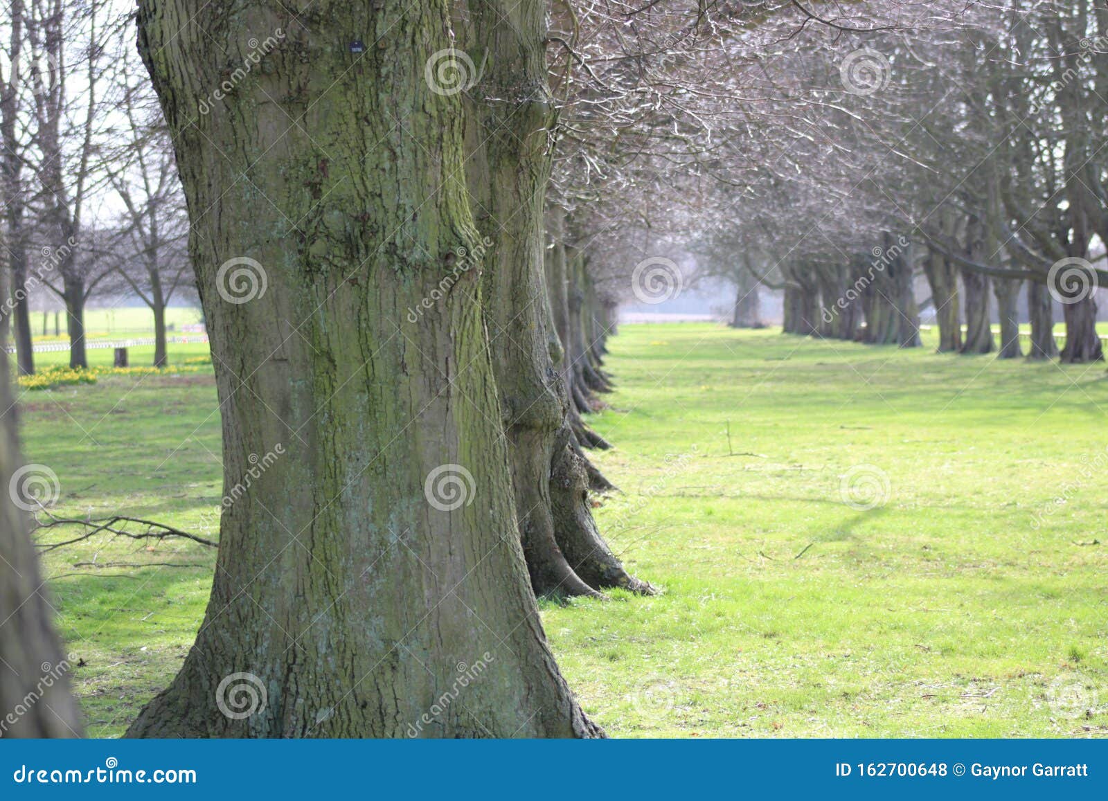 Rows of old trees stock photo. Image of rows, inbetween - 162700648