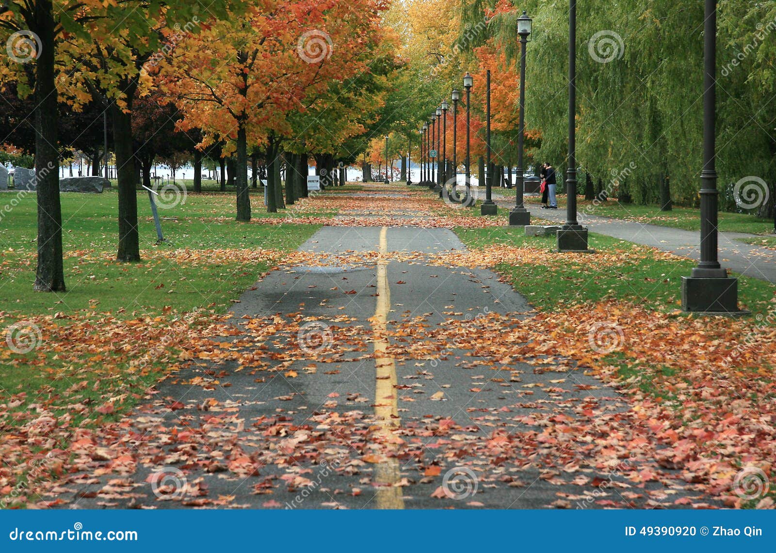 Tree lines in the park stock photo. Image of travel, line - 49390920