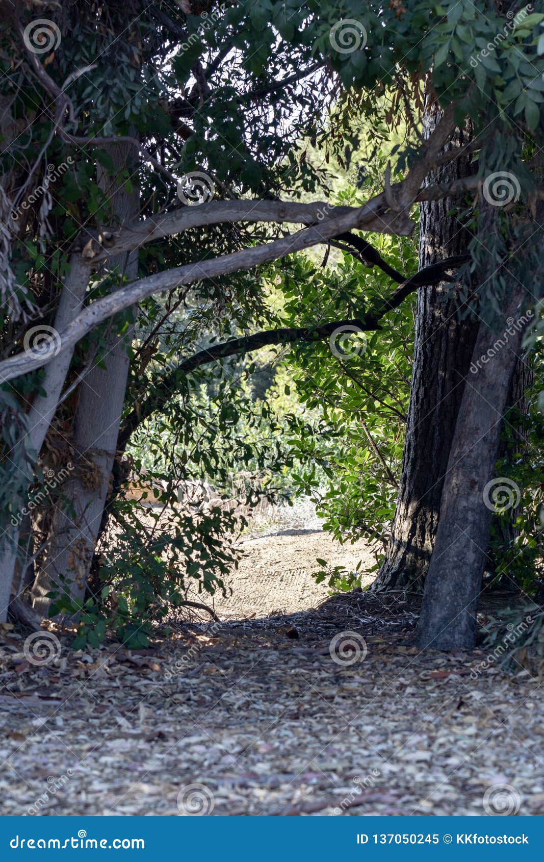 Tree Lines Path in a Forest Stock Image - Image of path, peaceful ...