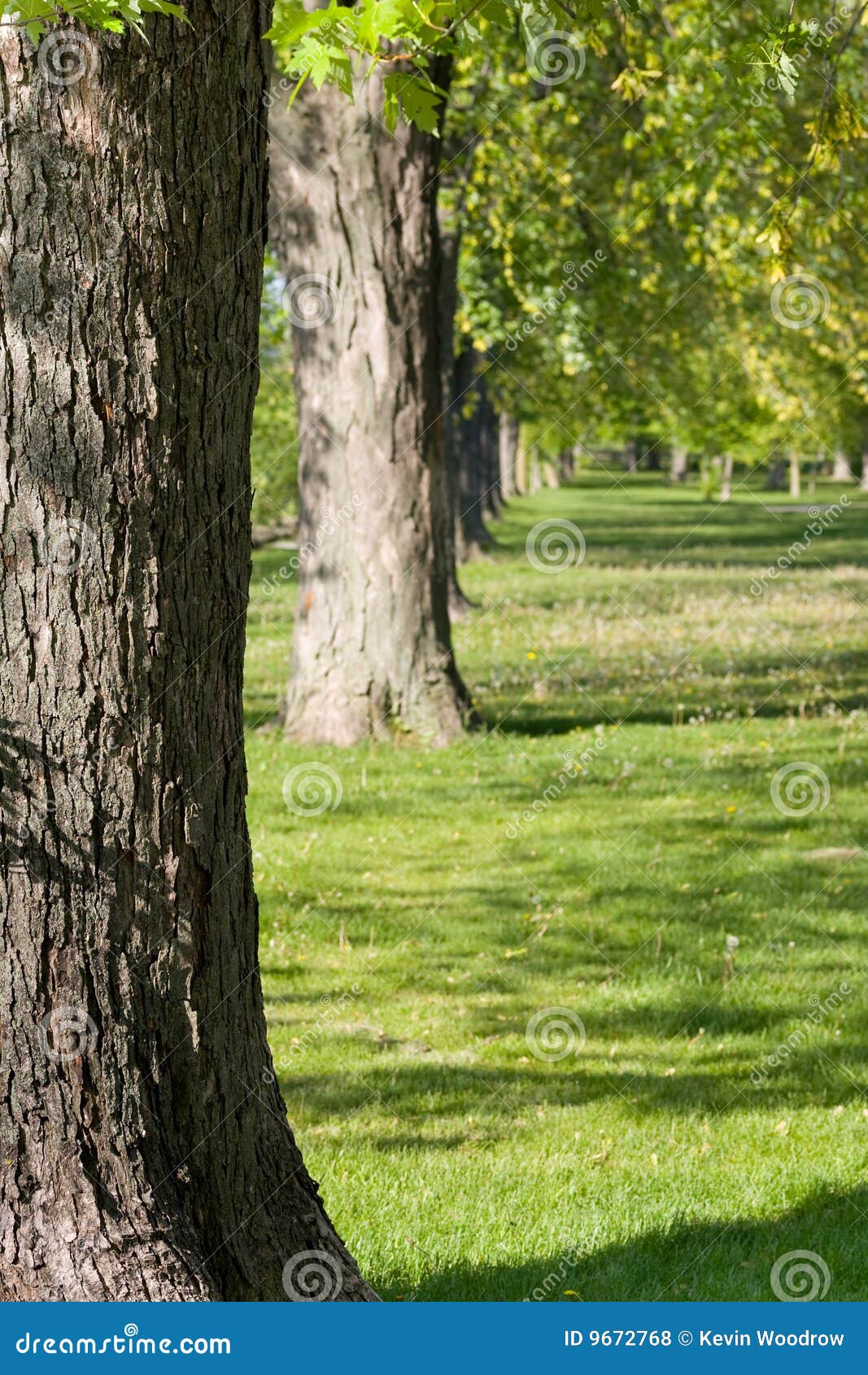 Tree lineup in park stock photo. Image of leaves, background - 9672768