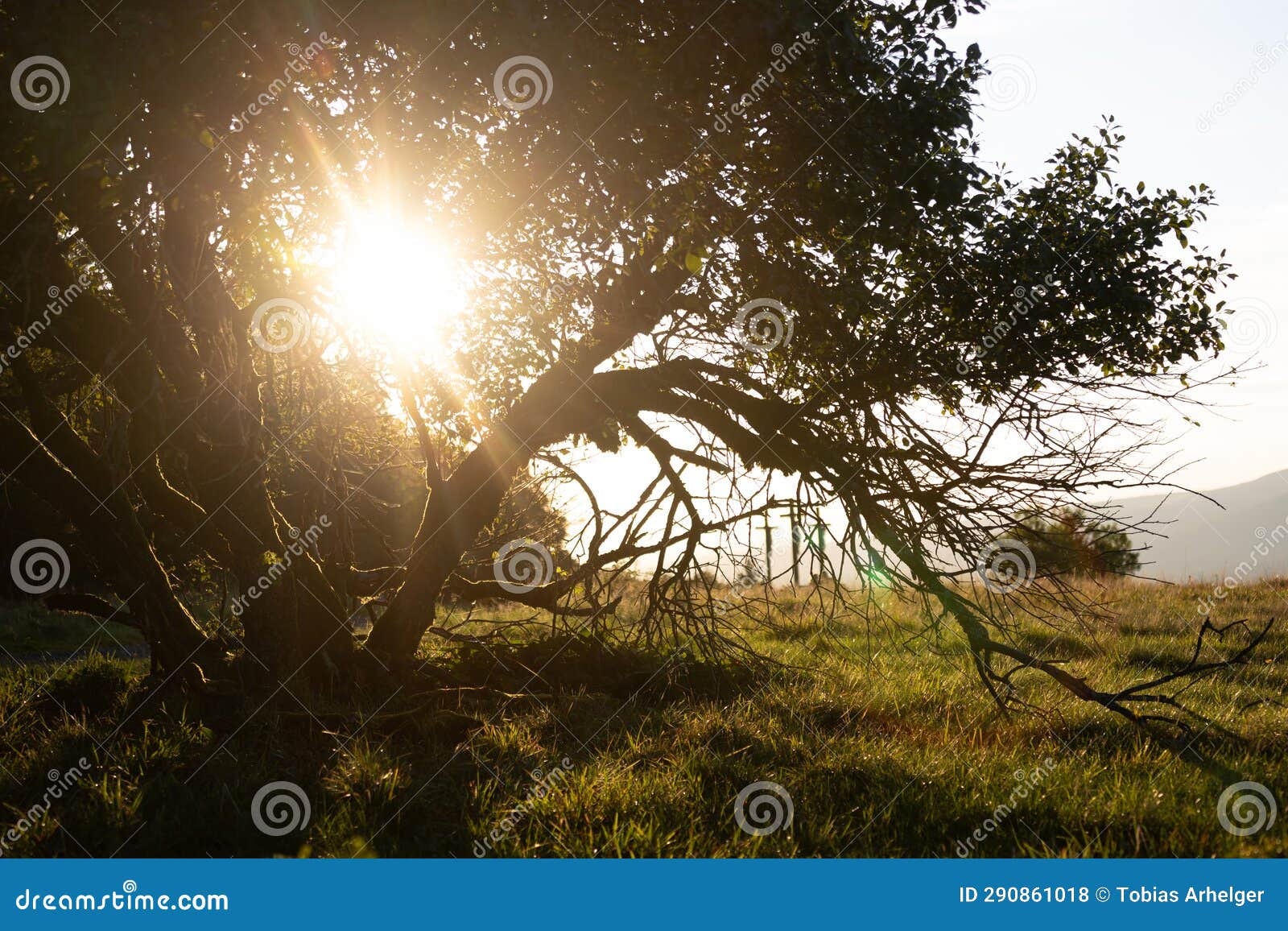 Tree lit up in the evening stock photo. Image of nature - 290861018