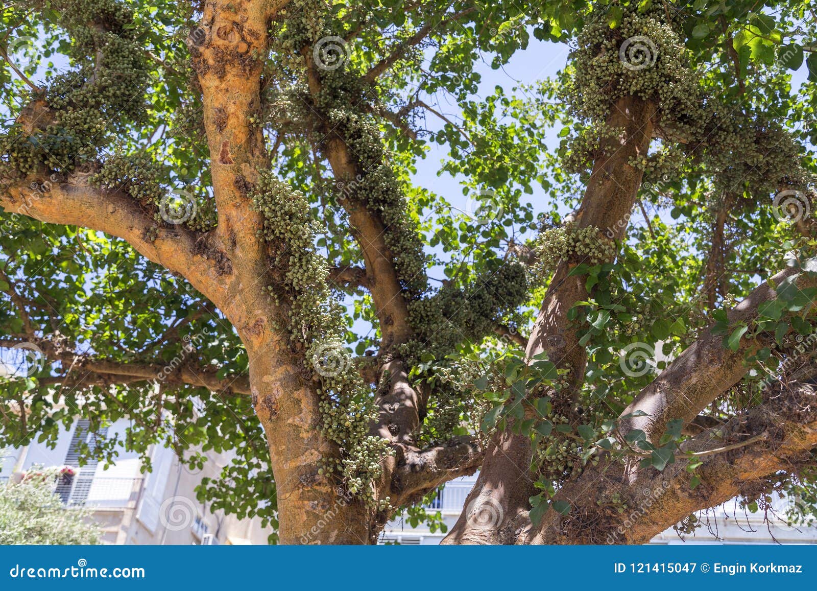 Tree with Little Green Clusters of Berries Stock Image - Image of ...