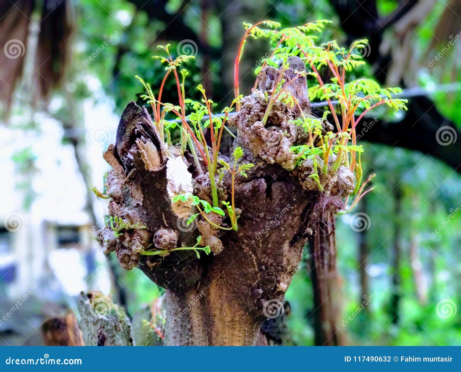 Tree with little leap stock photo. Image of leap, tree - 117490632