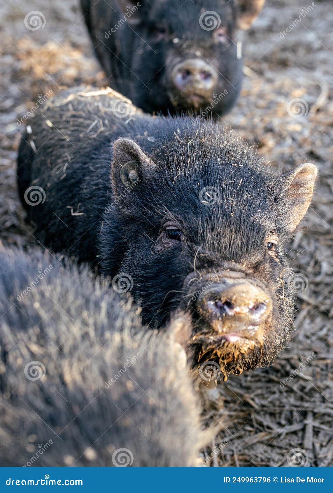 Tree little pigs stock photo. Image of grass, rodent - 249963796