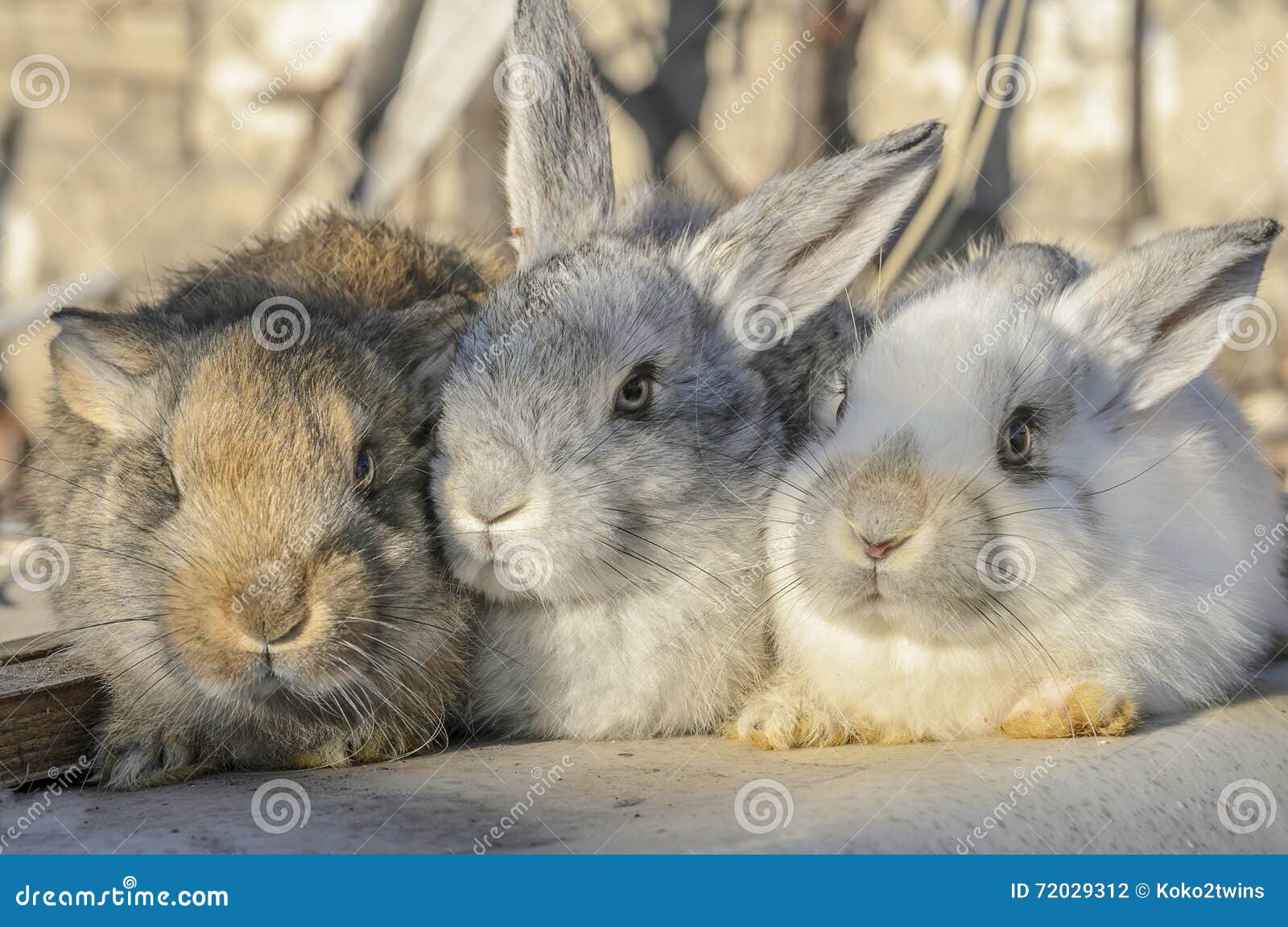 Tree little rabbits stock photo. Image of easter, little - 72029312