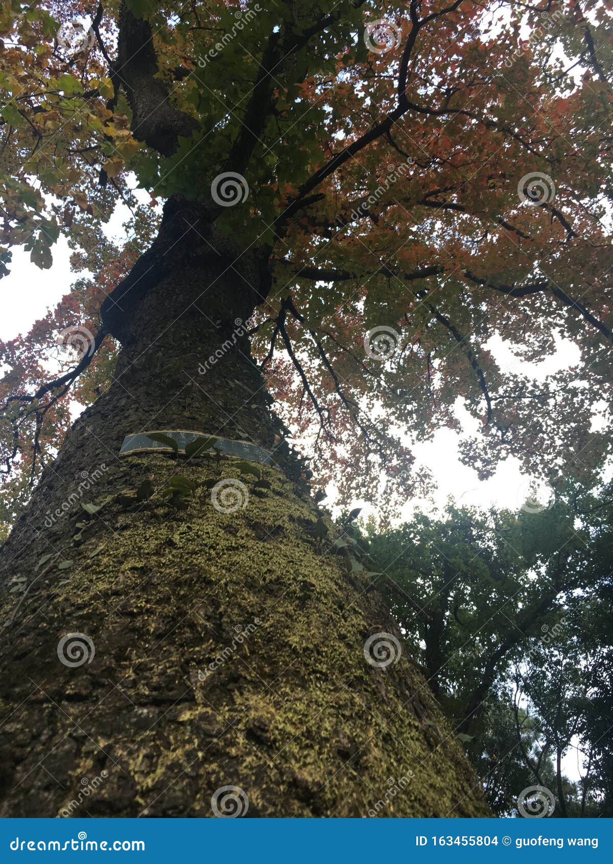 Hundred years old tree stock photo. Image of years, lived - 163455804
