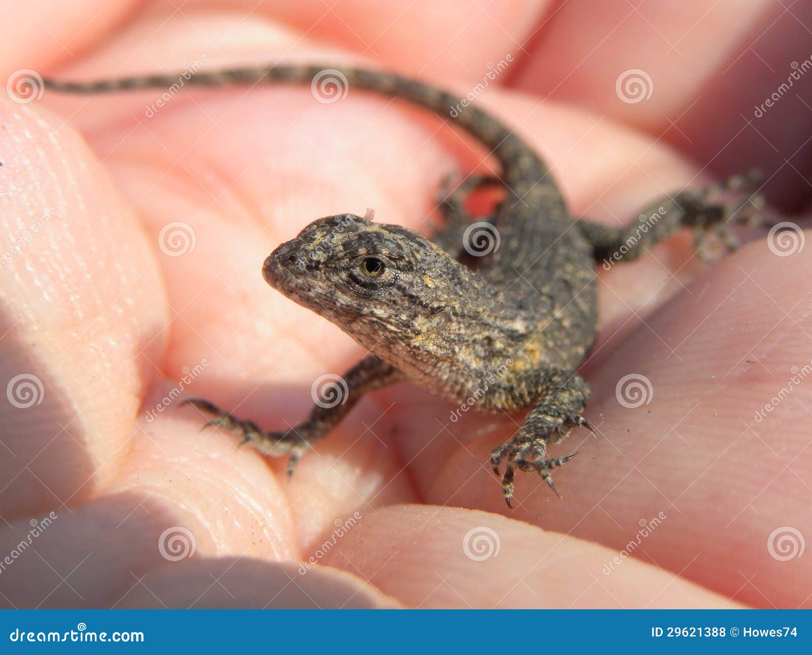 Tree Lizard Stock Photo | CartoonDealer.com #29621388