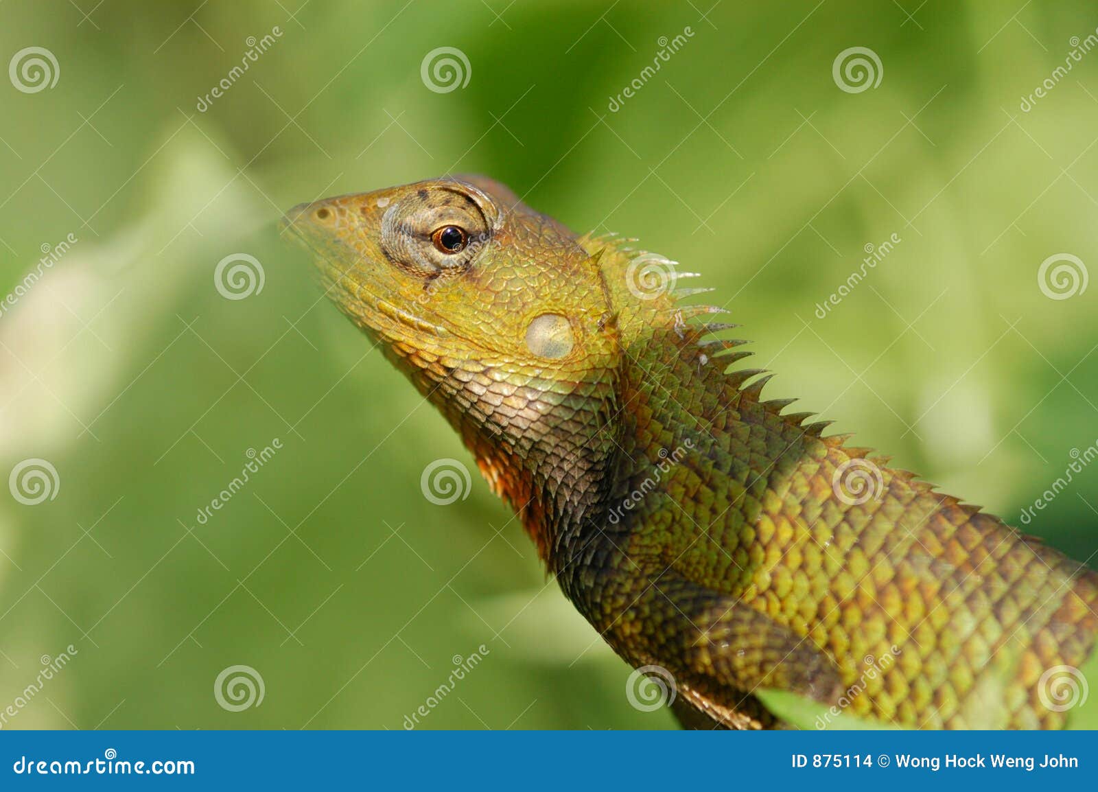 Tree Lizard stock photo. Image of creature, lizard, nature - 875114