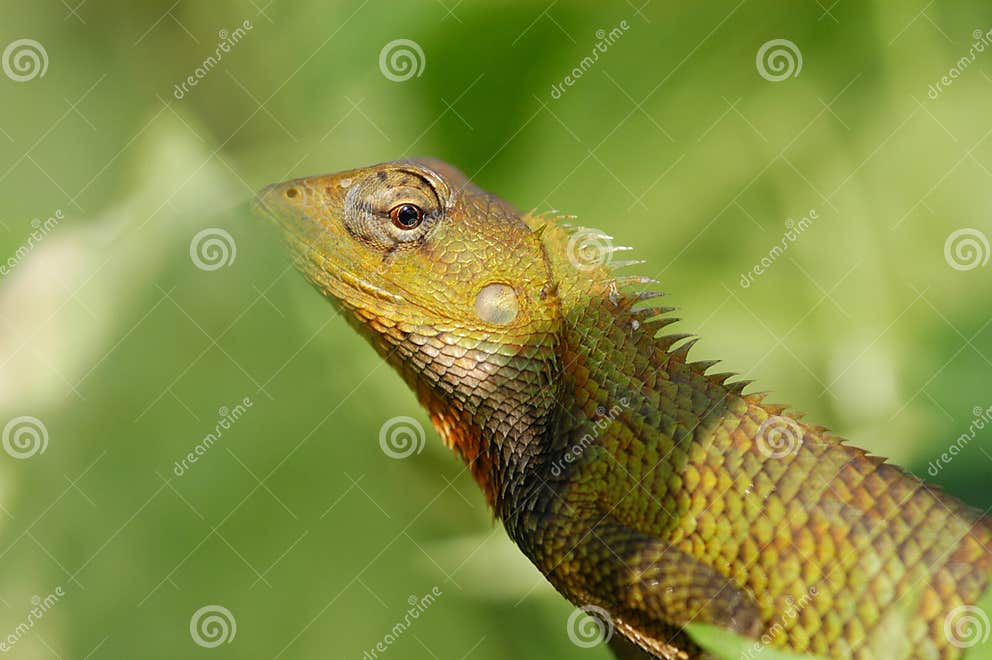 Tree Lizard stock photo. Image of creature, lizard, nature - 875114