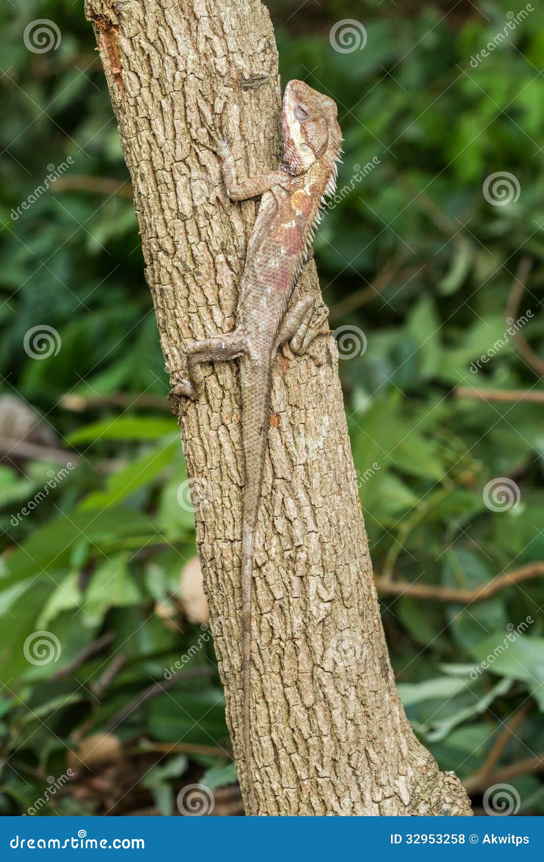 Tree lizard stock photo. Image of natural, background - 32953258