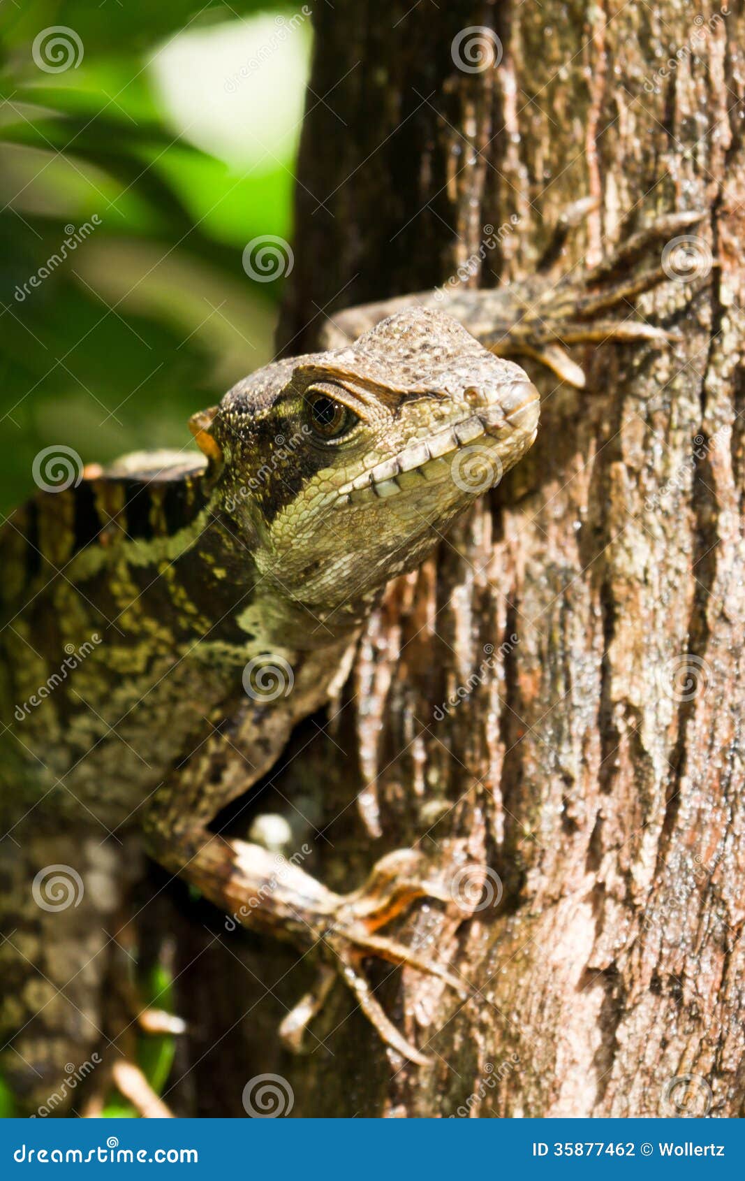 Tree lizard stock photo. Image of tropical, rainforest - 35877462