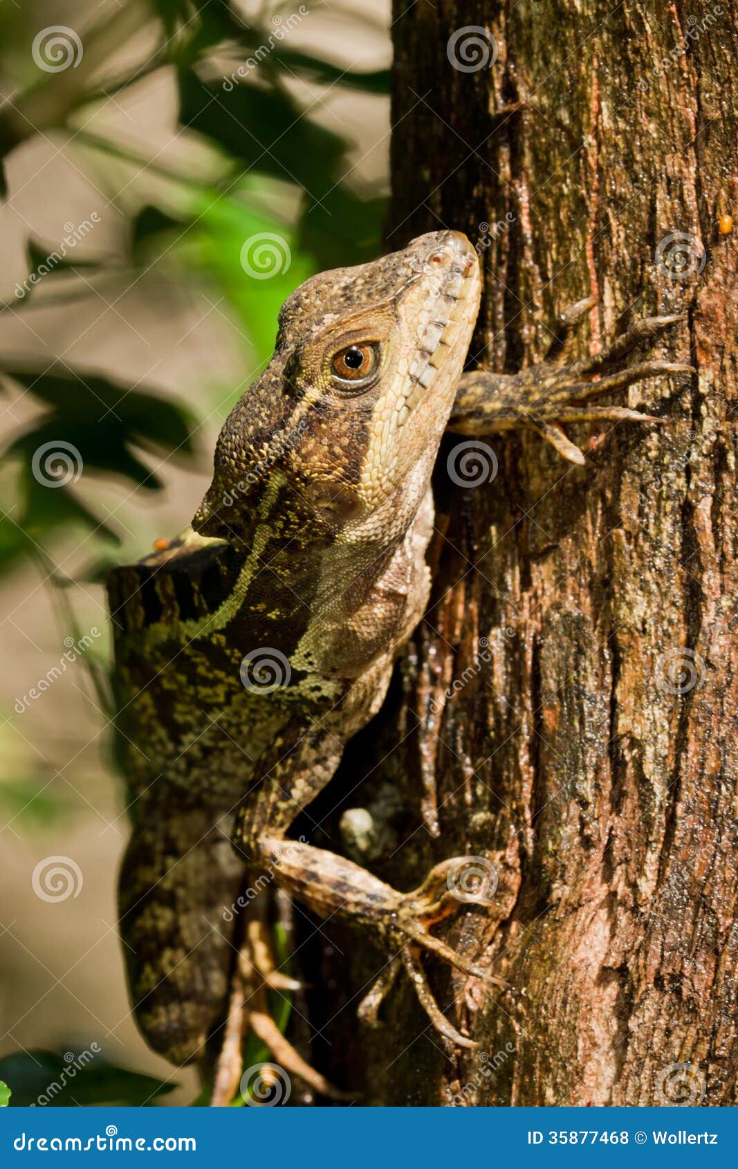 Tree lizard stock photo. Image of exotic, reptile, america - 35877468