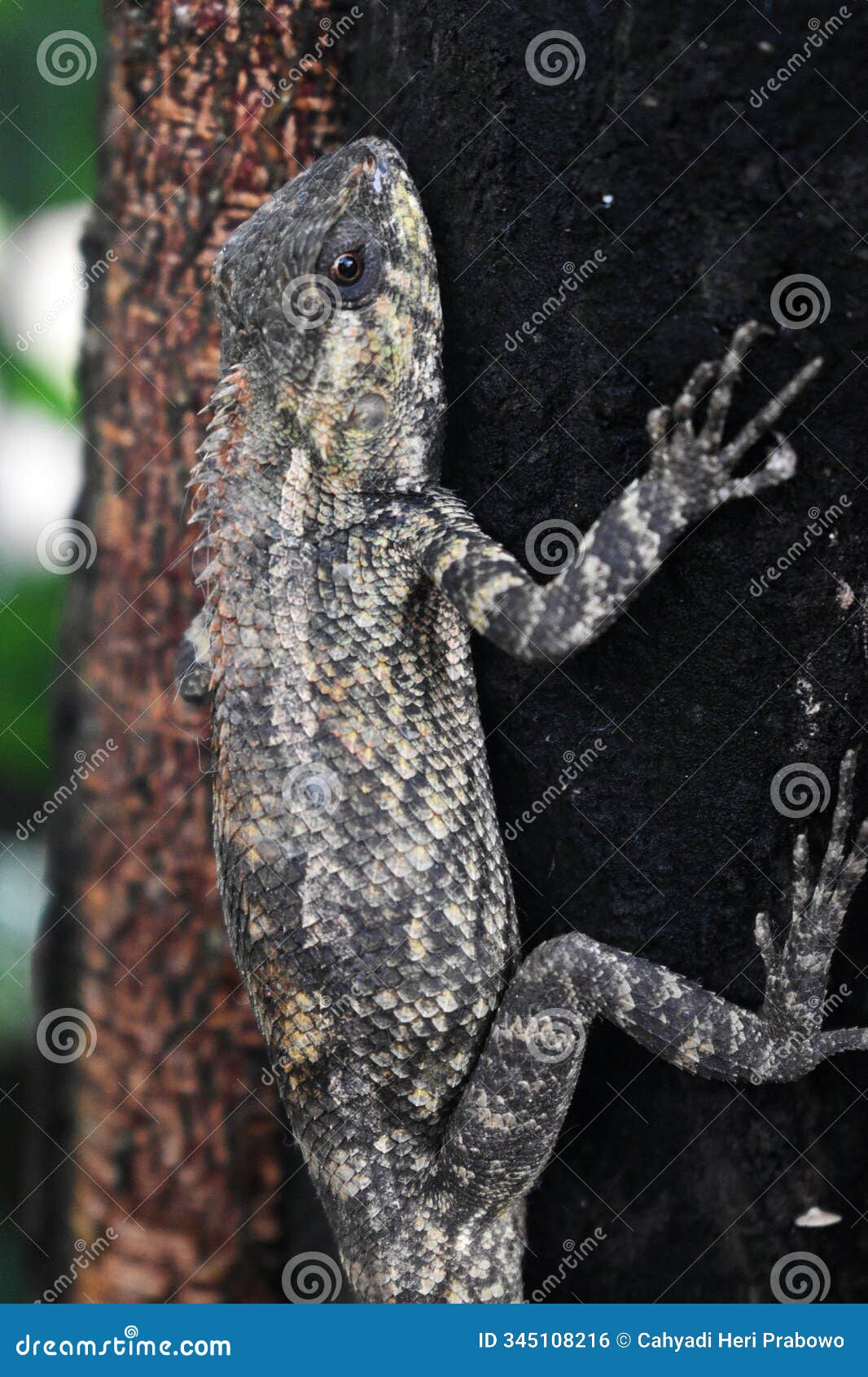 A Lizard Climbing a Tree Trunk Stock Photo - Image of nature, reptile ...