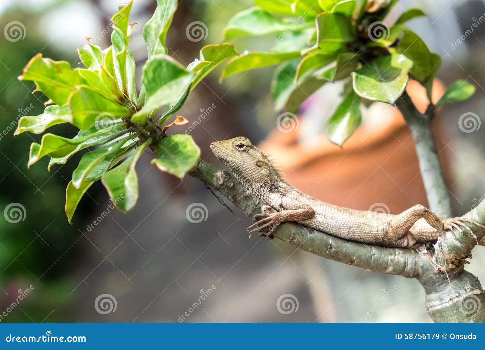 Tree Lizard Stock Photo | CartoonDealer.com #29621388