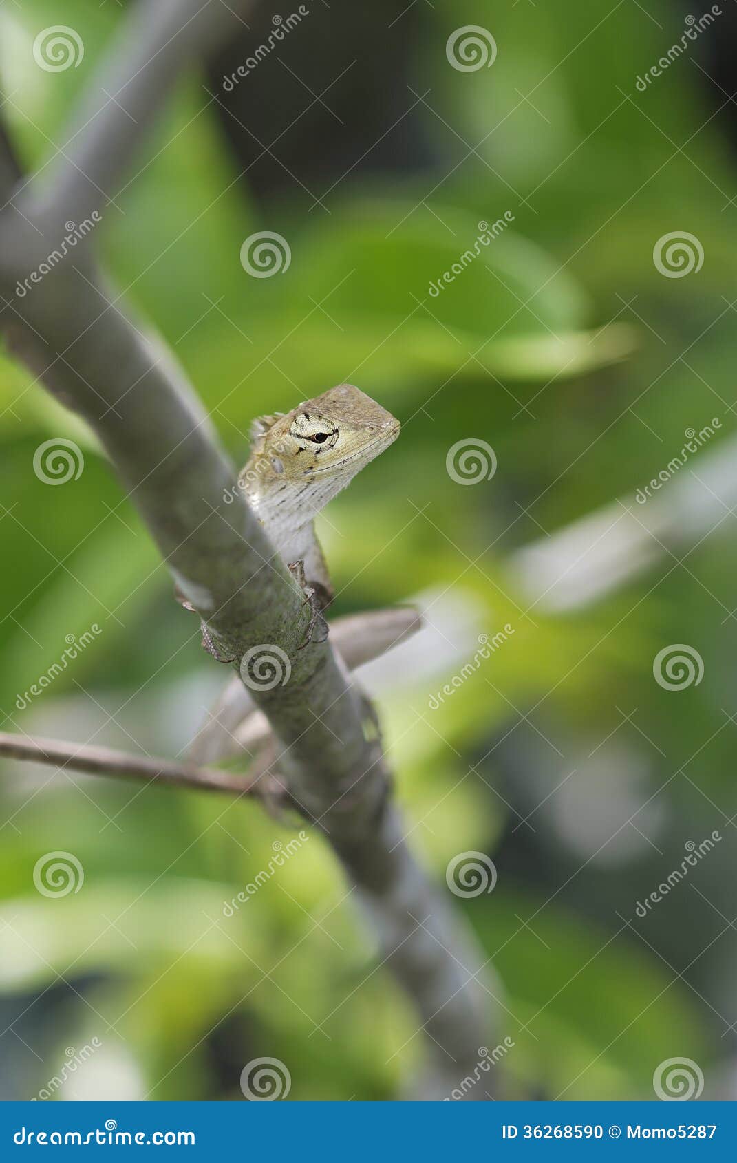 Tree lizard stock photo. Image of asian, dragon, alone - 36268590