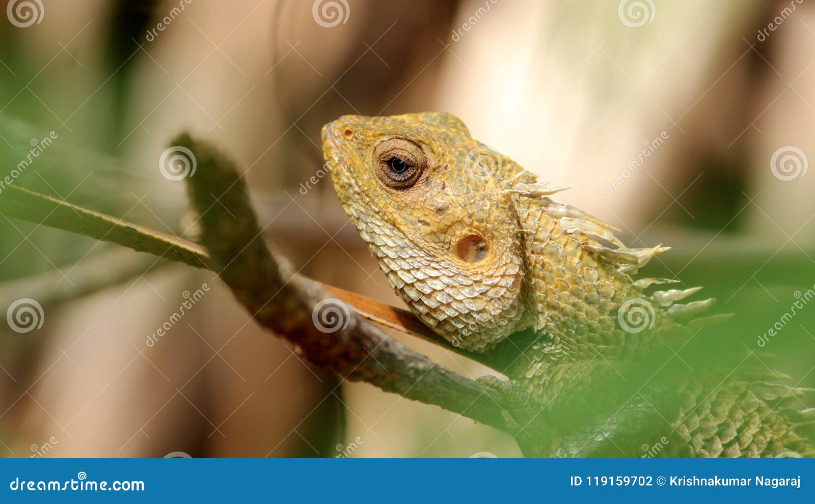 Tree Lizard Looking for Food Stock Photo - Image of animal, exotic ...