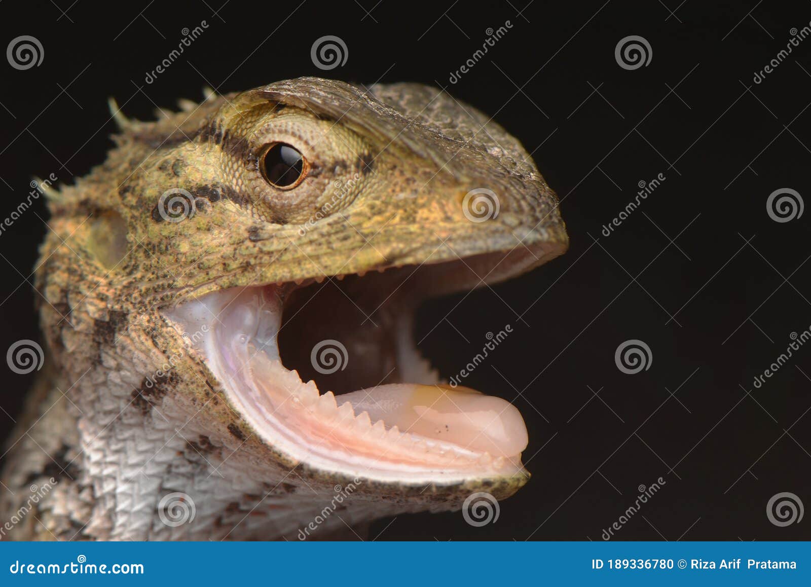 Tree lizard open mouth stock photo. Image of wildlife - 189336780