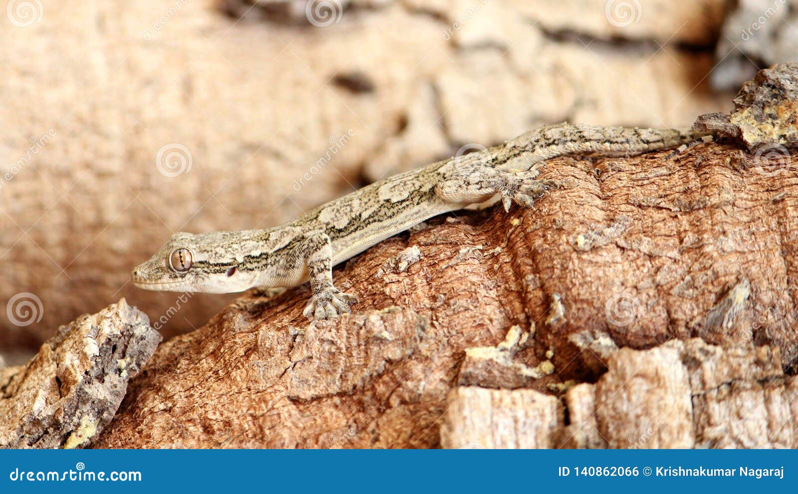 Tree Lizard stock photo. Image of creepy, outdoor, wood - 140862066