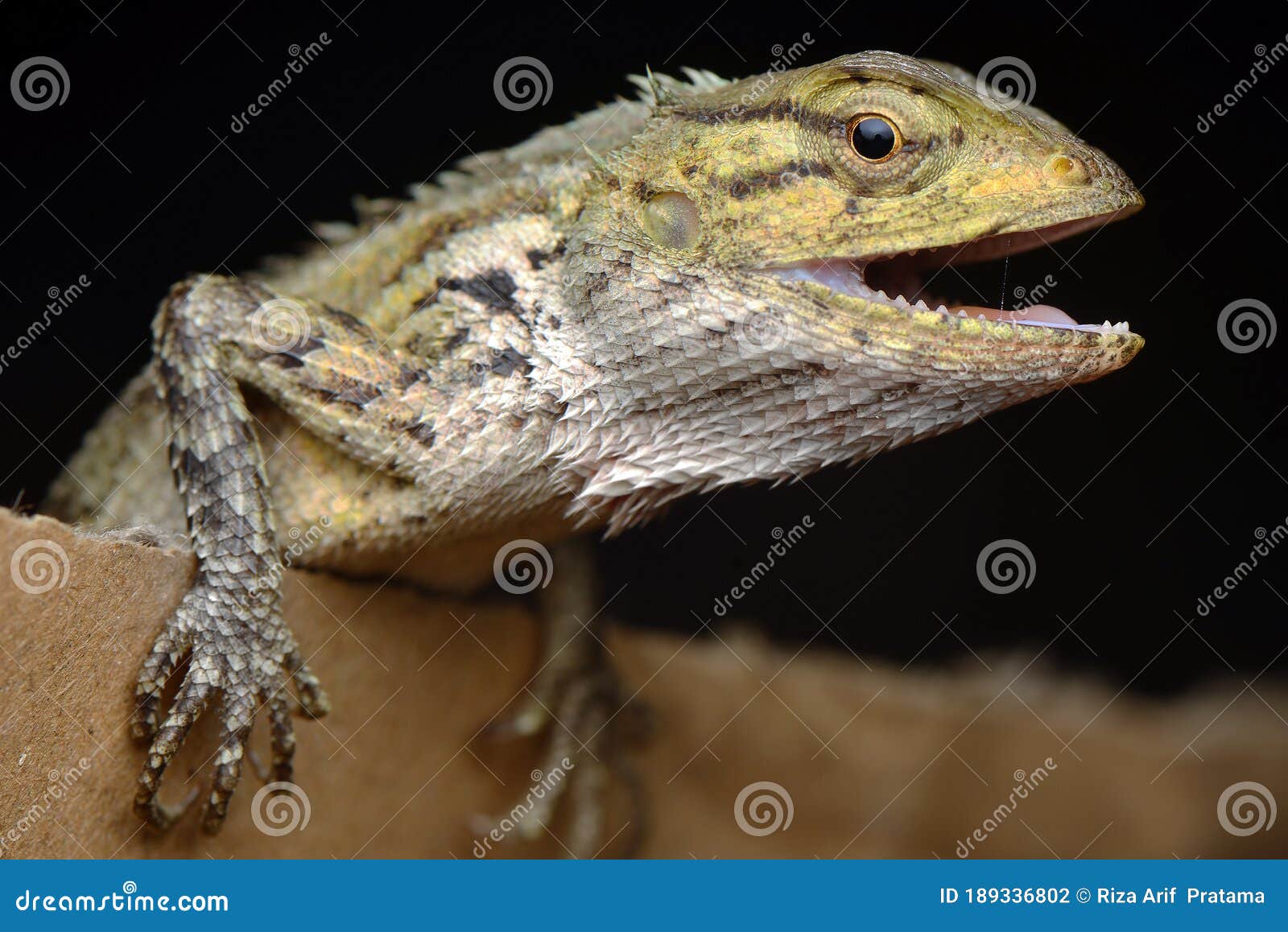 Tree Lizard Stay and Open Mouth Stock Photo - Image of snake, serpent ...