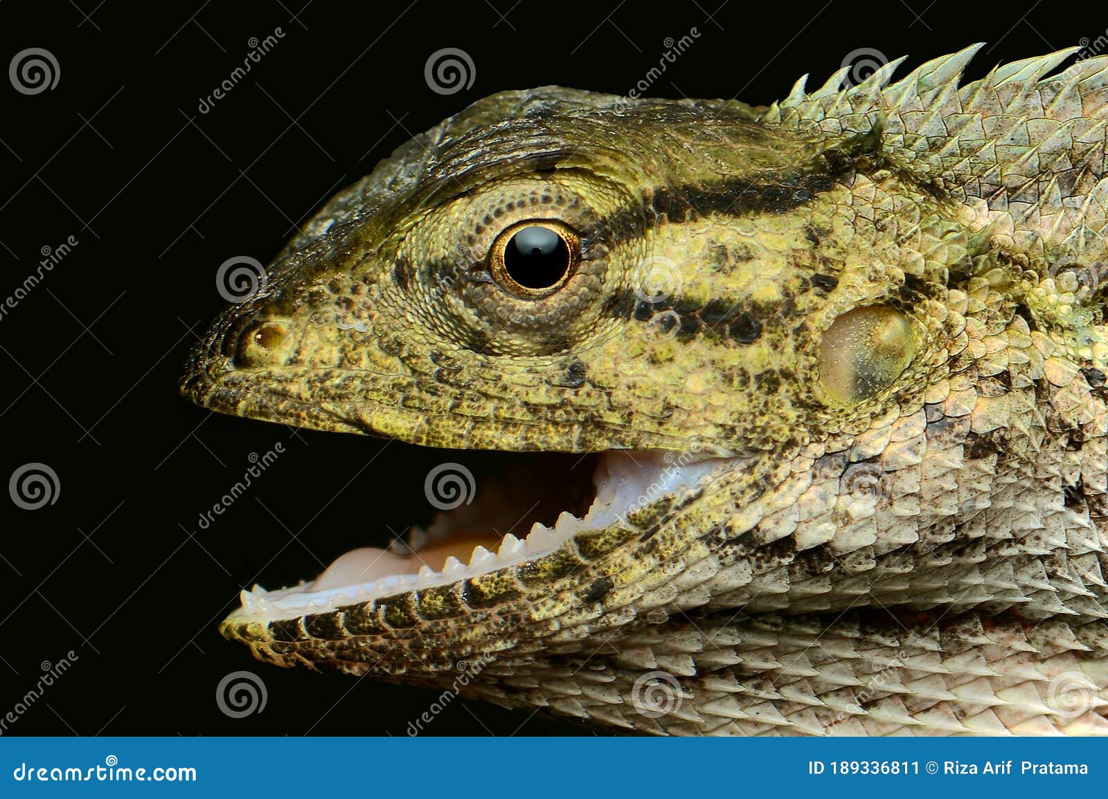 Tree Lizard Stay and Open Mouth Stock Image - Image of fauna, open ...