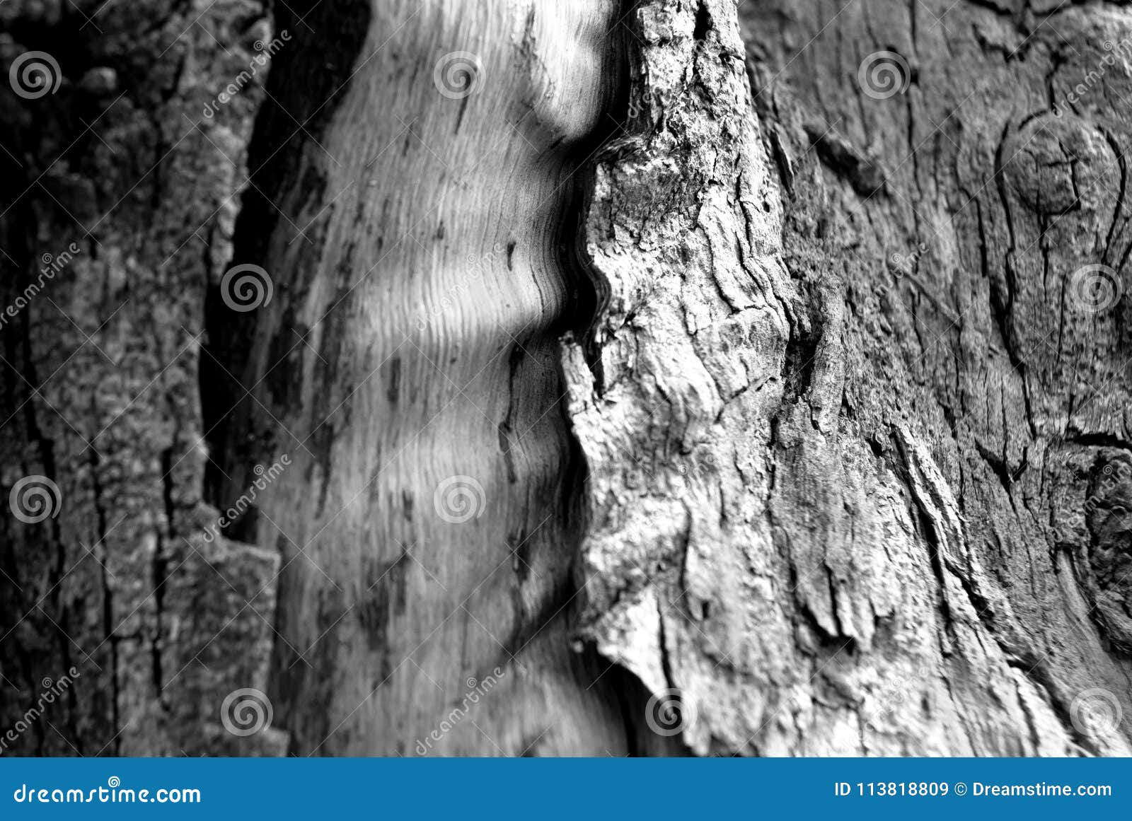 A Ripple in aged wood. stock image. Image of anchored - 113818809