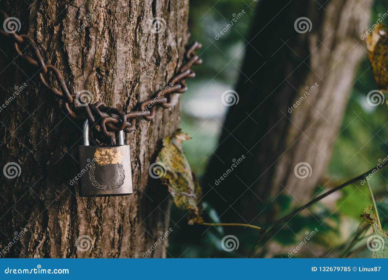 Tree locked with padlock stock image. Image of green - 132679785