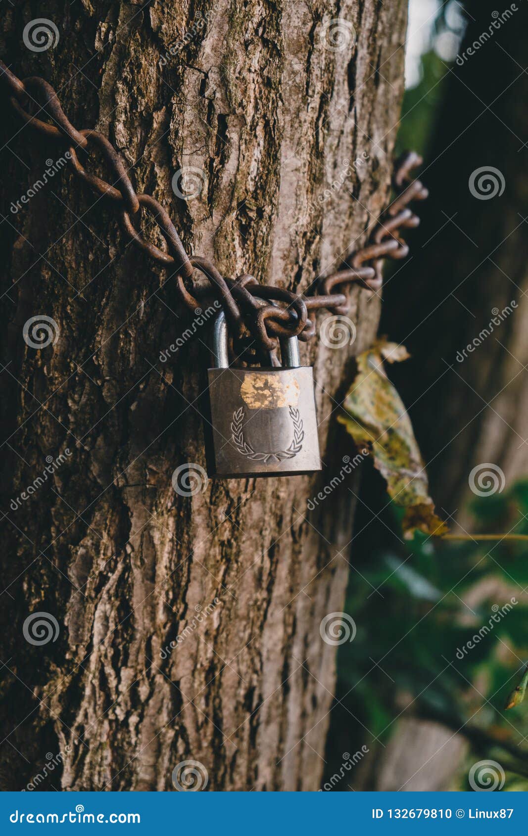 Tree locked with padlock stock photo. Image of conservation - 132679810