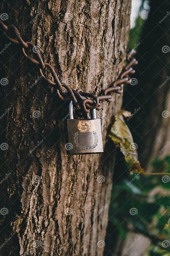 Tree locked with padlock stock photo. Image of conservation - 132679810