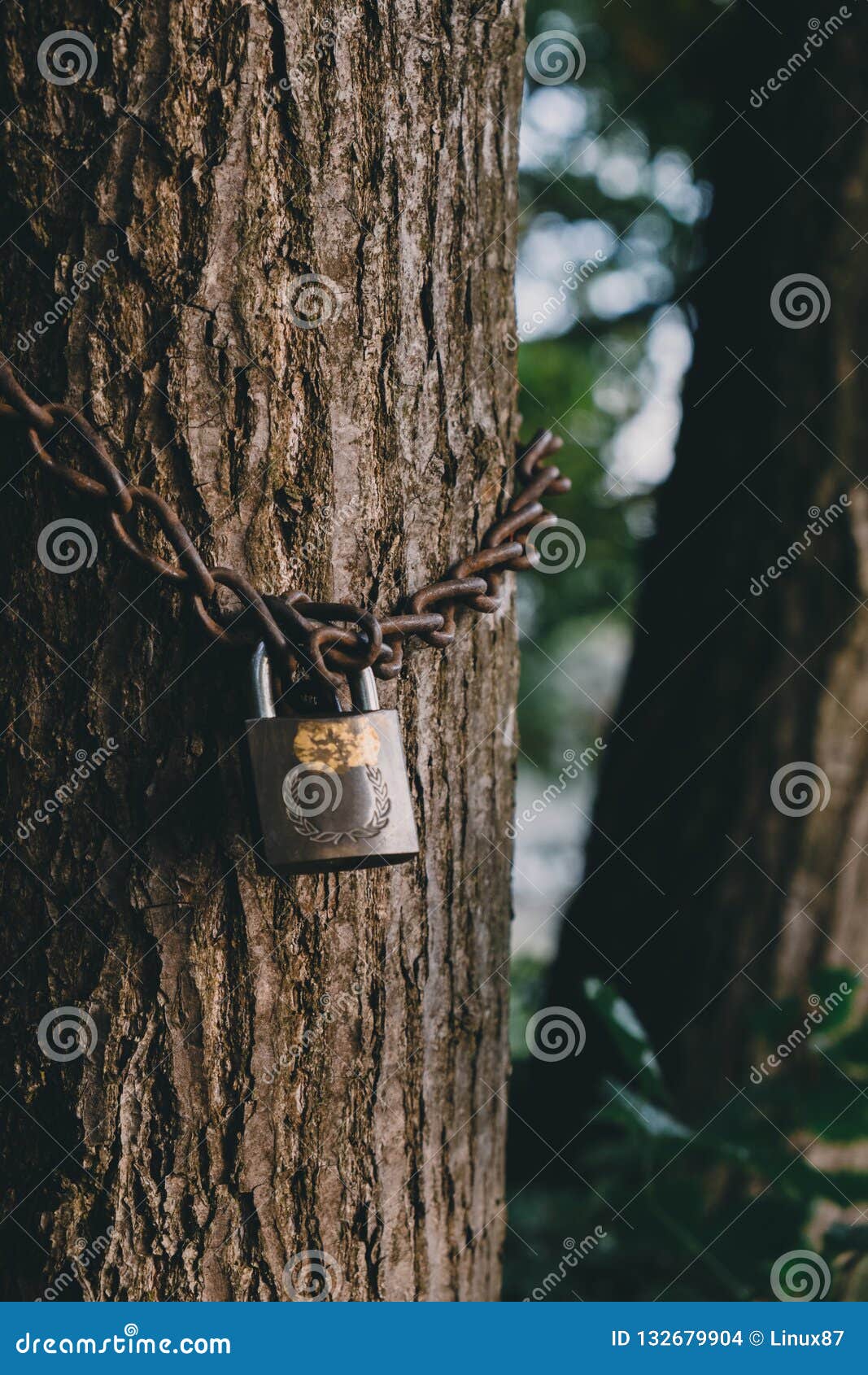 Tree locked with padlock stock photo. Image of woodland - 132679904