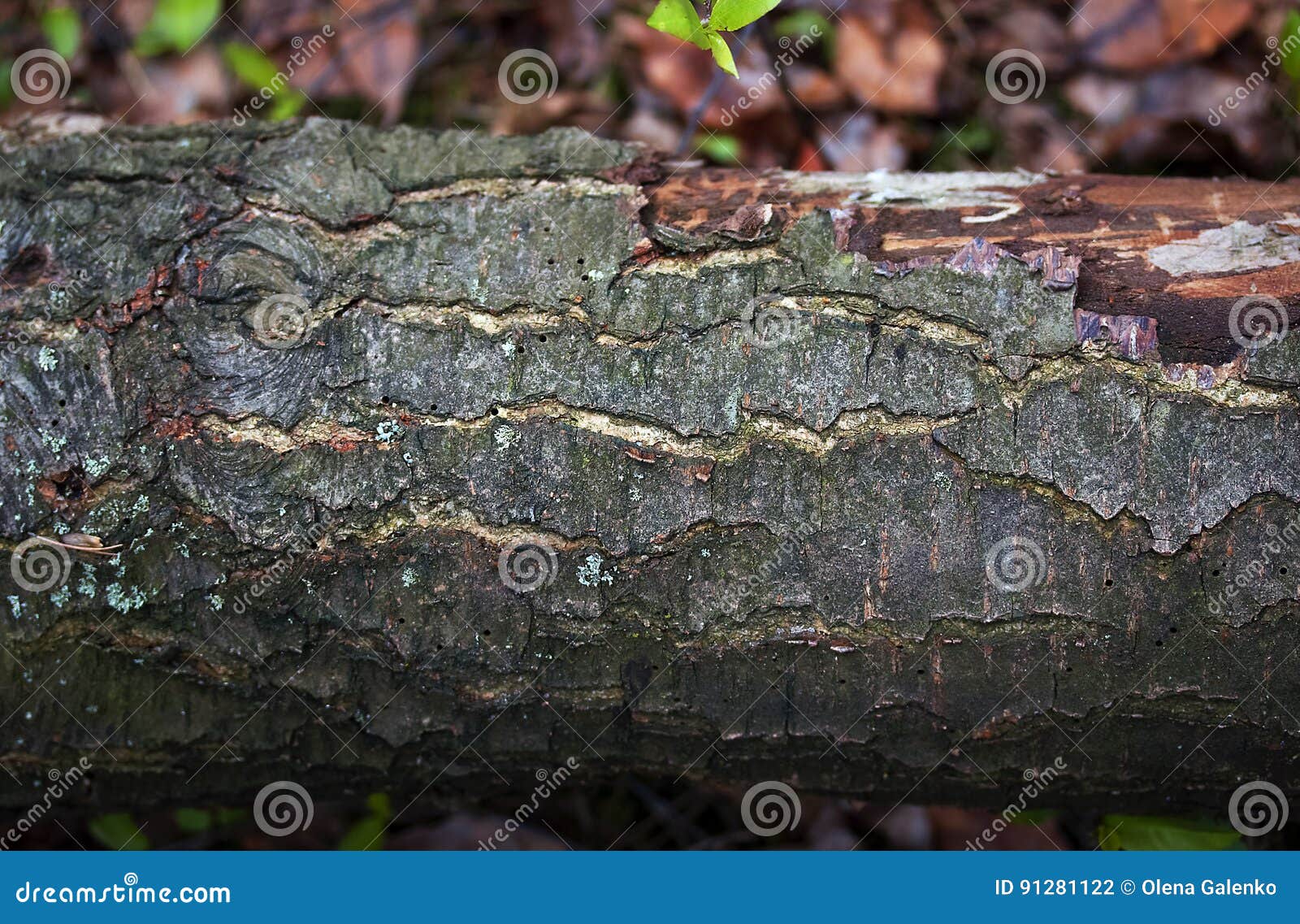 Tree Log with Bark in the Wood Close Up. Stock Photo - Image of ...