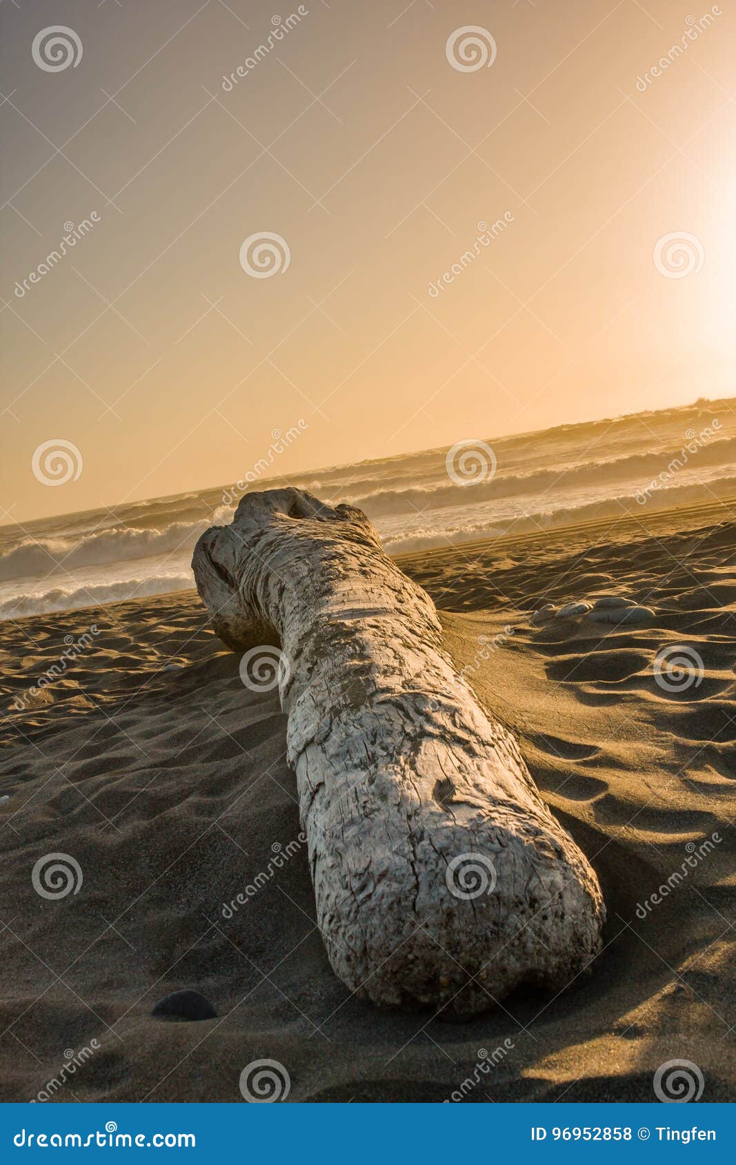 Tree log on beach stock photo. Image of scenics, landscape - 96952858